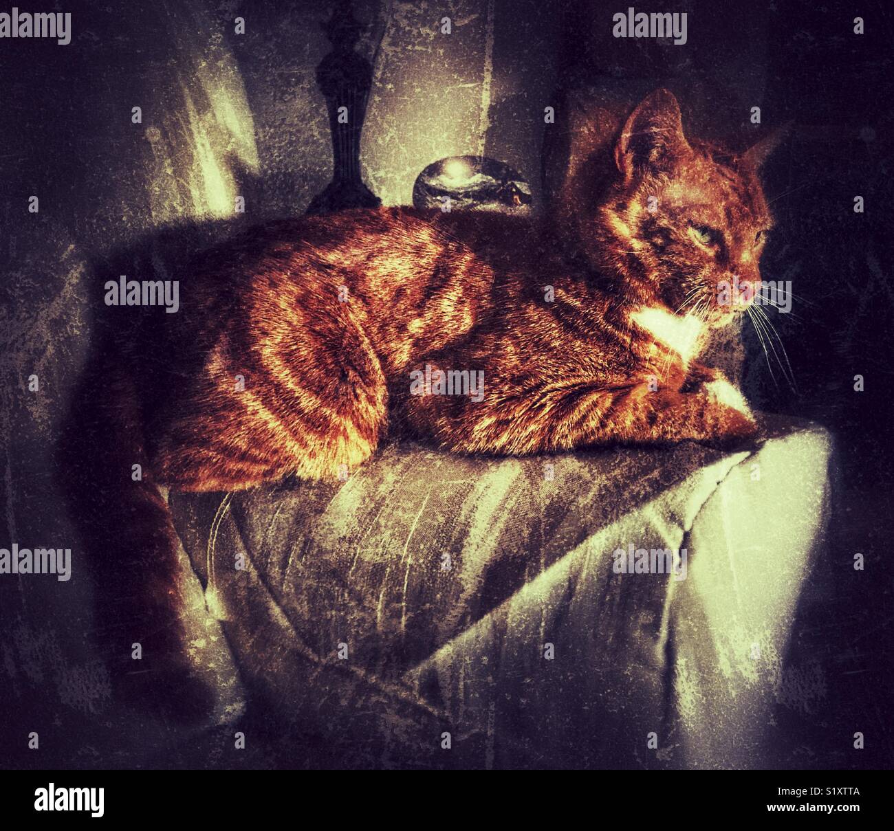 Regal cat sitting hi-res stock photography and images - Alamy
