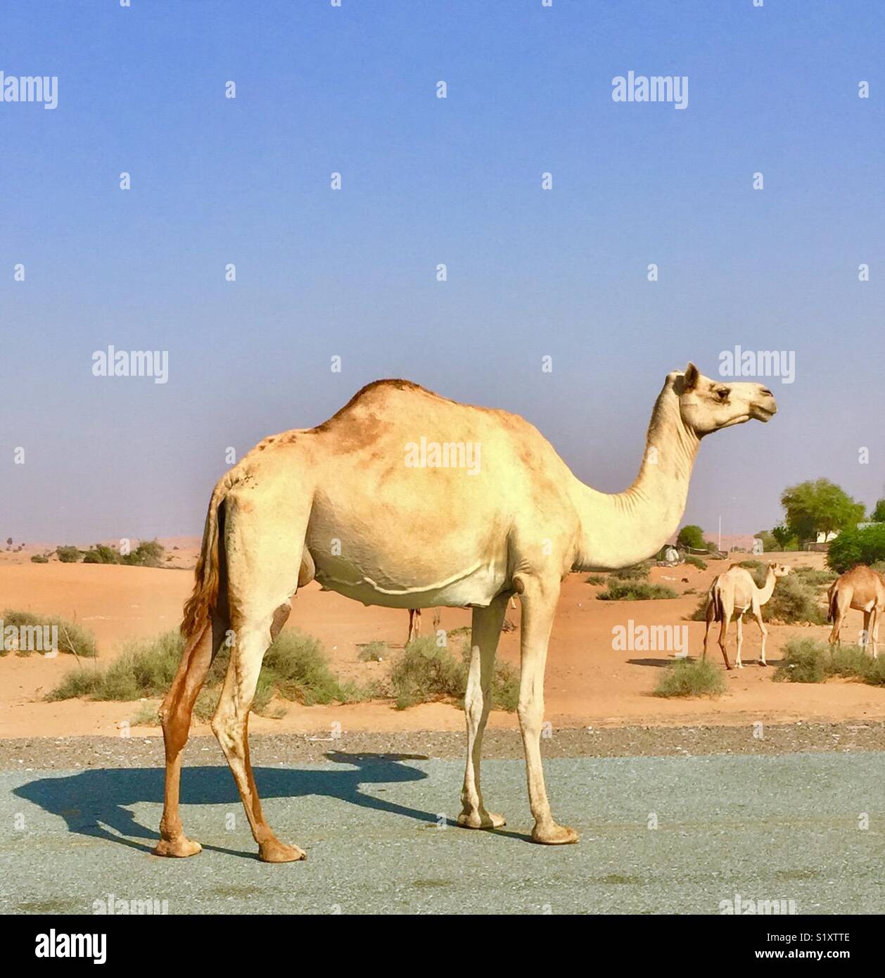 Camel walk hi-res stock photography and images - Alamy