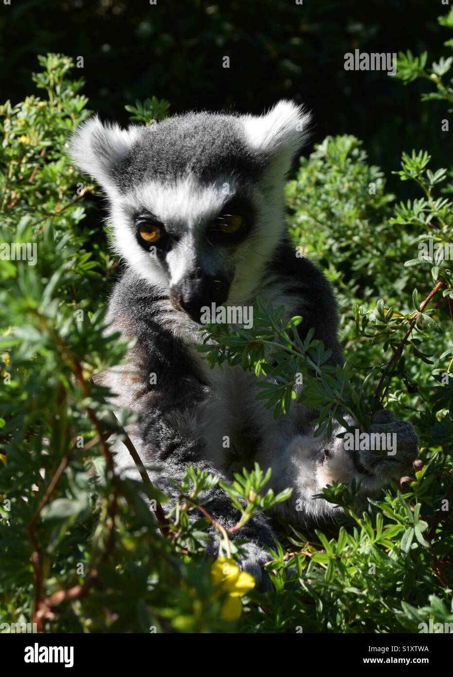 Angry lemur hi-res stock photography and images - Alamy