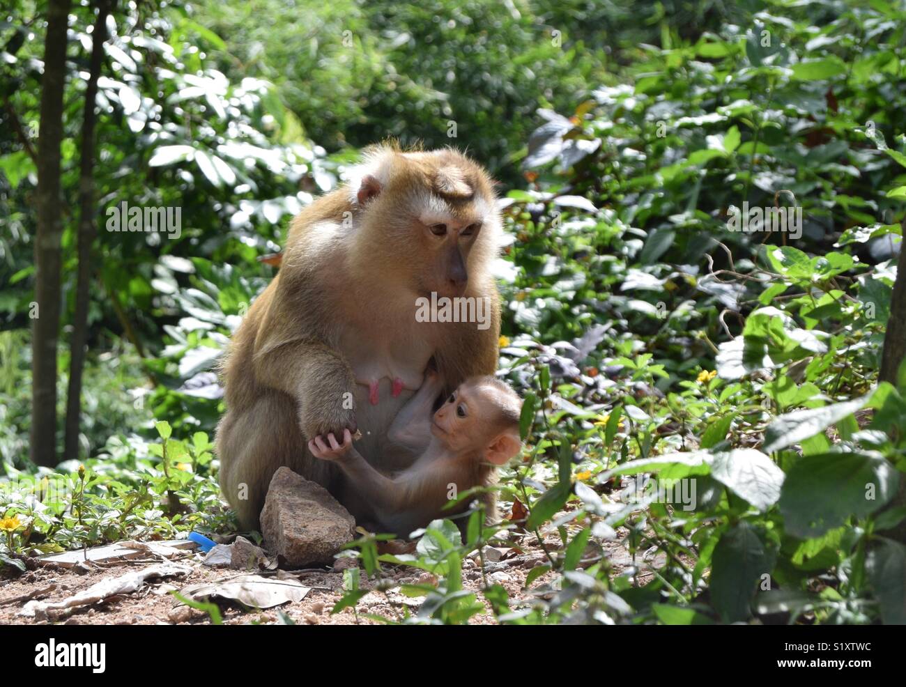 Monkey with a child Stock Photo - Alamy