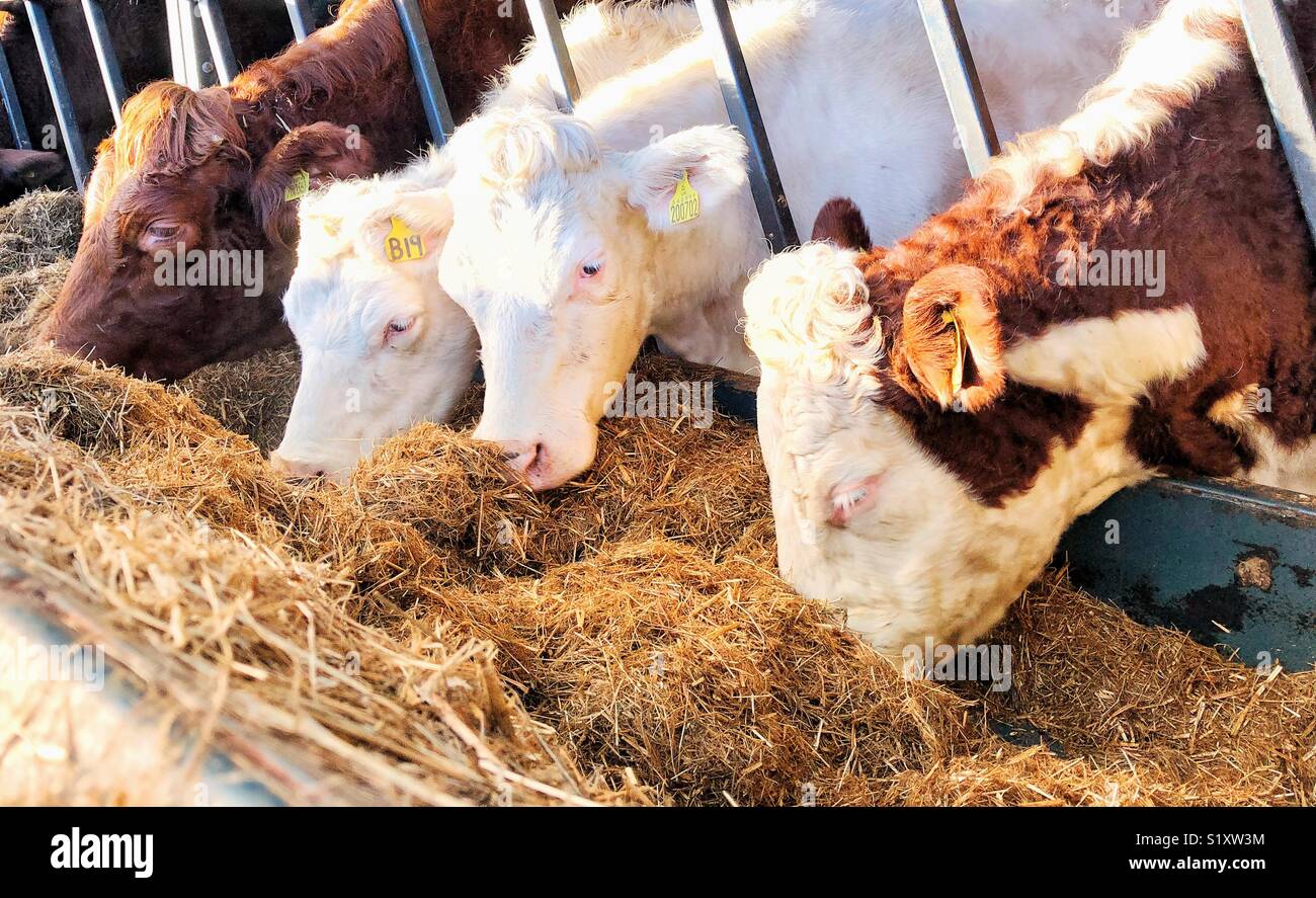 Cows feeding time Stock Photo - Alamy