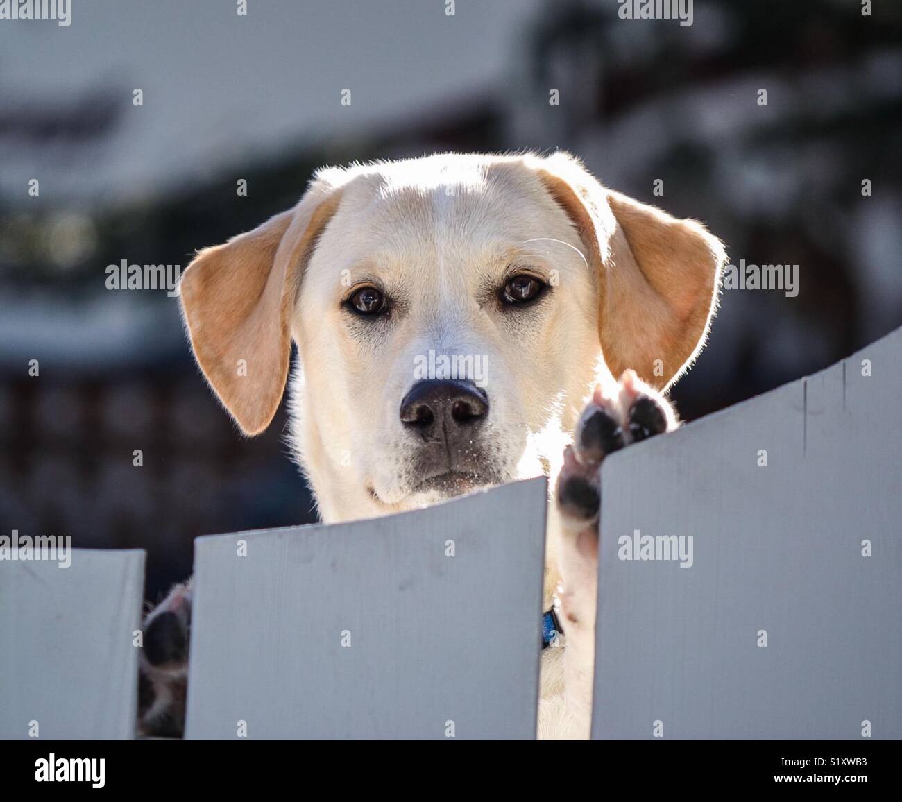 Puppy with beautiful eyes hi-res stock photography and images - Alamy