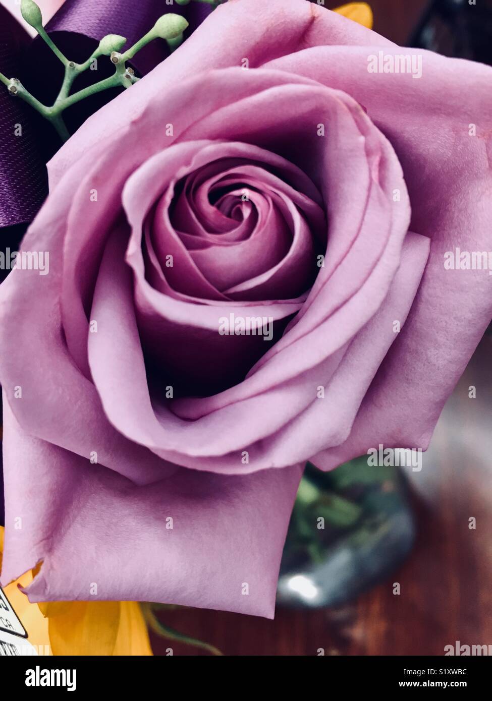 Lavender rose hi-res stock photography and images - Alamy