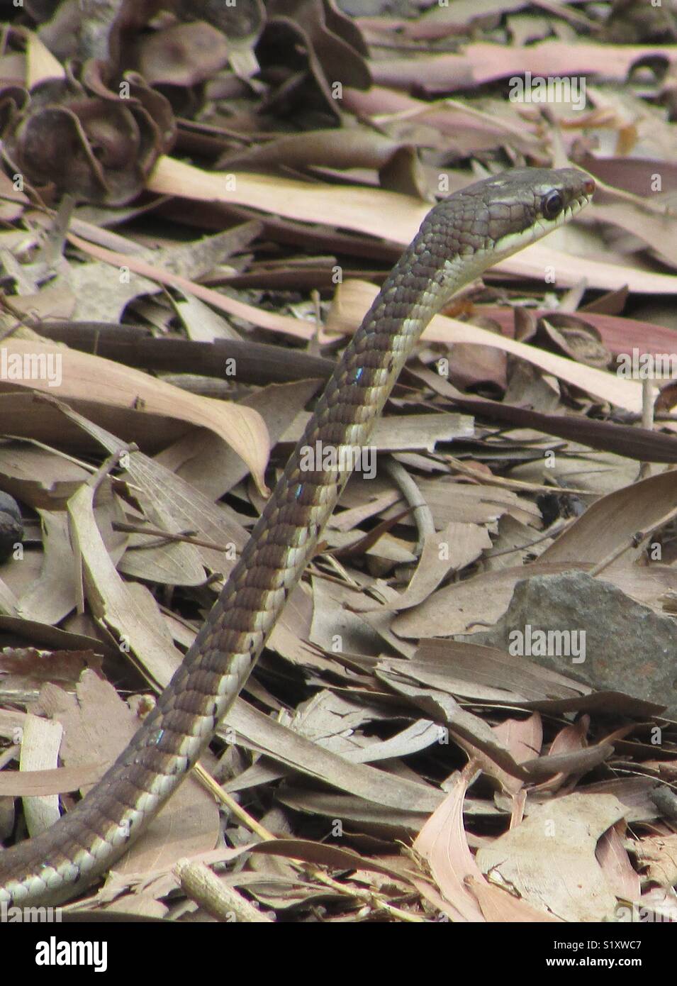 Dry snake hi-res stock photography and images - Alamy