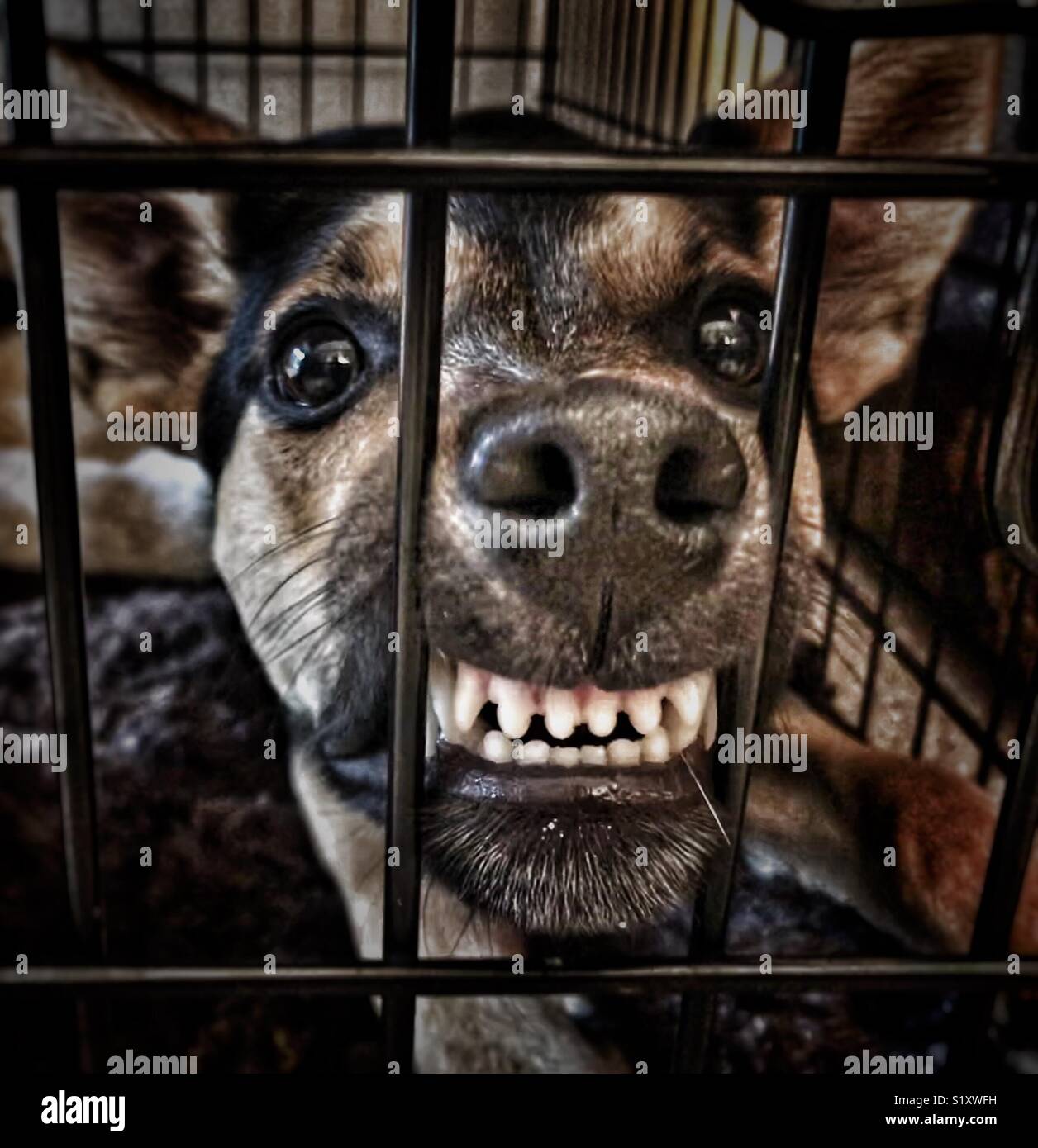 Dog showing teeth hi-res stock photography and images - Alamy