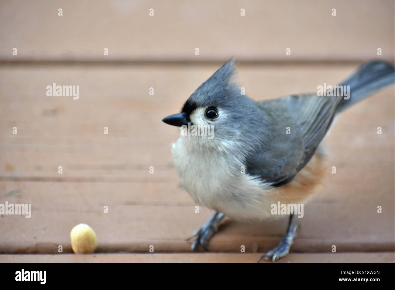 Cute titmouse hi-res stock photography and images - Alamy