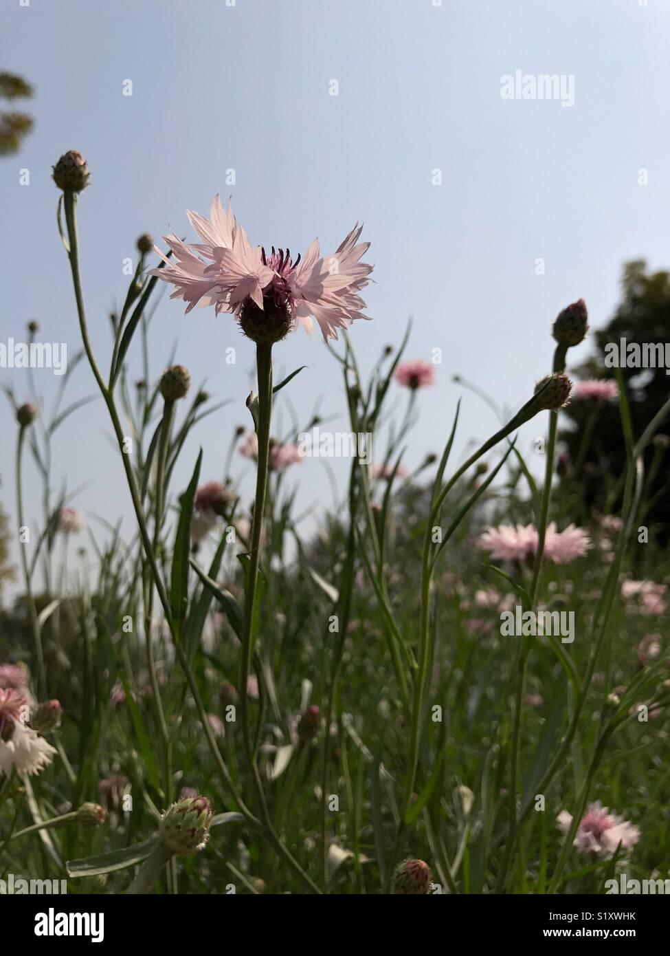 Beautiful sky and flowers hi-res stock photography and images - Alamy