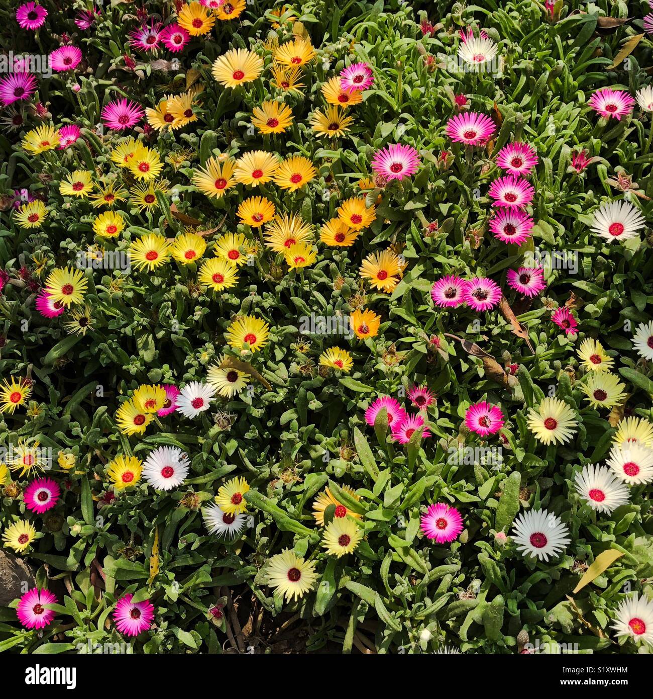 Colourful daisy flowers plants hi-res stock photography and images - Alamy