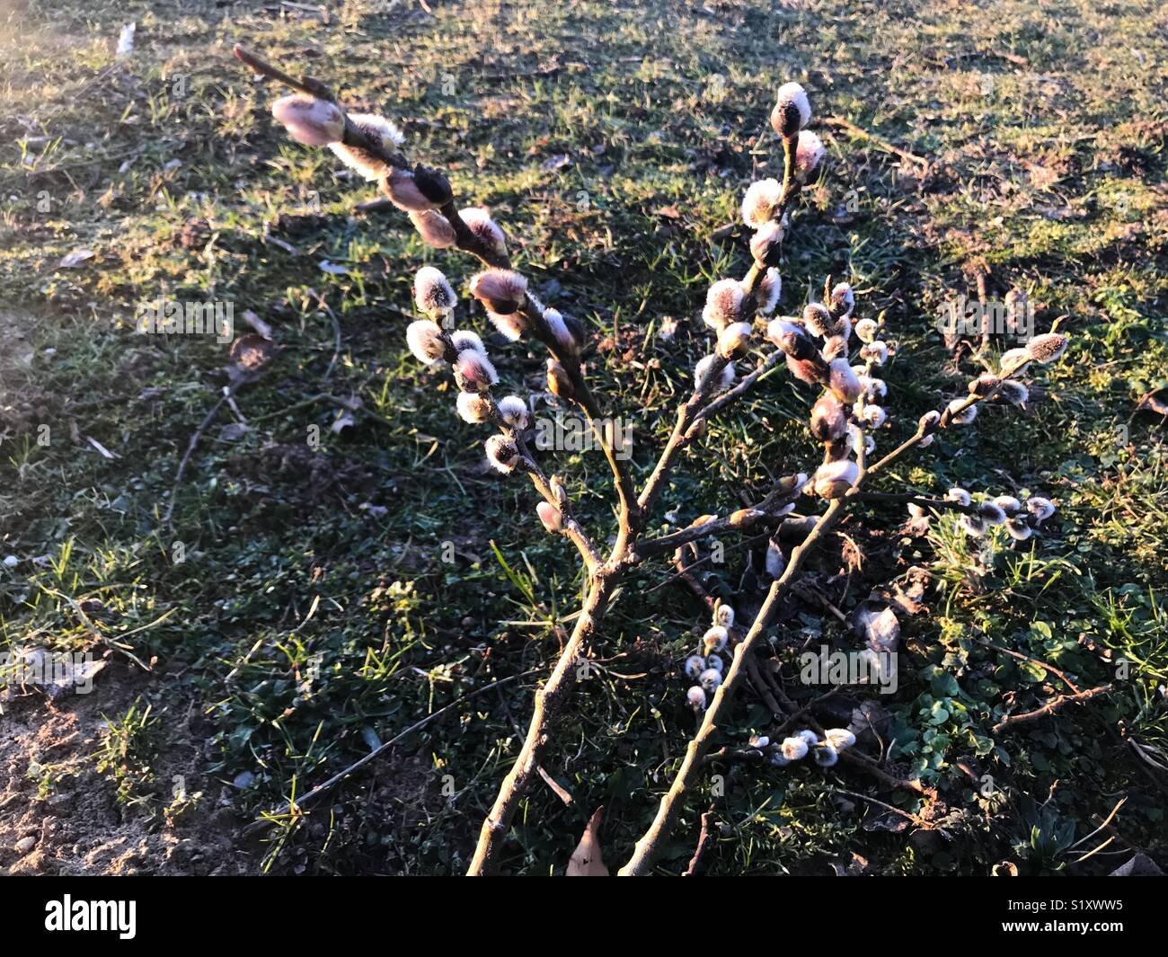 Easter willow tree branch Stock Photo - Alamy