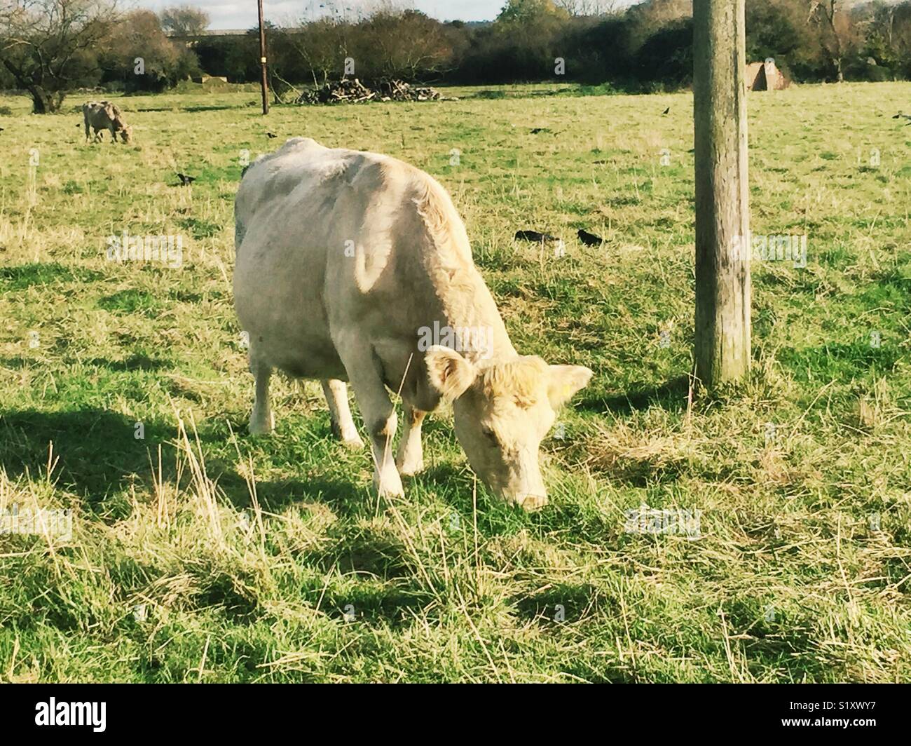 Cow chow hi-res stock photography and images - Alamy
