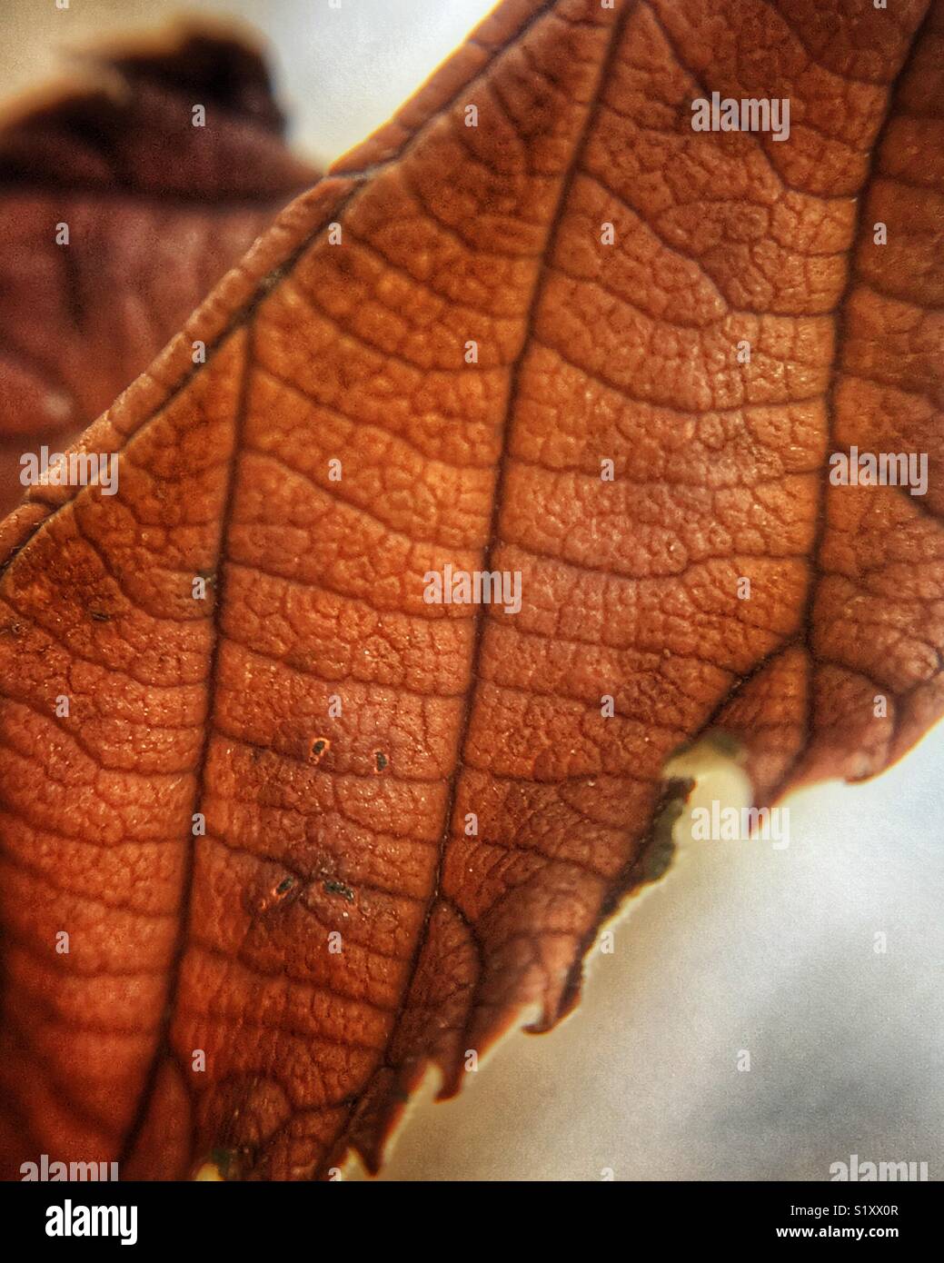Leaf zoom hi-res stock photography and images - Alamy