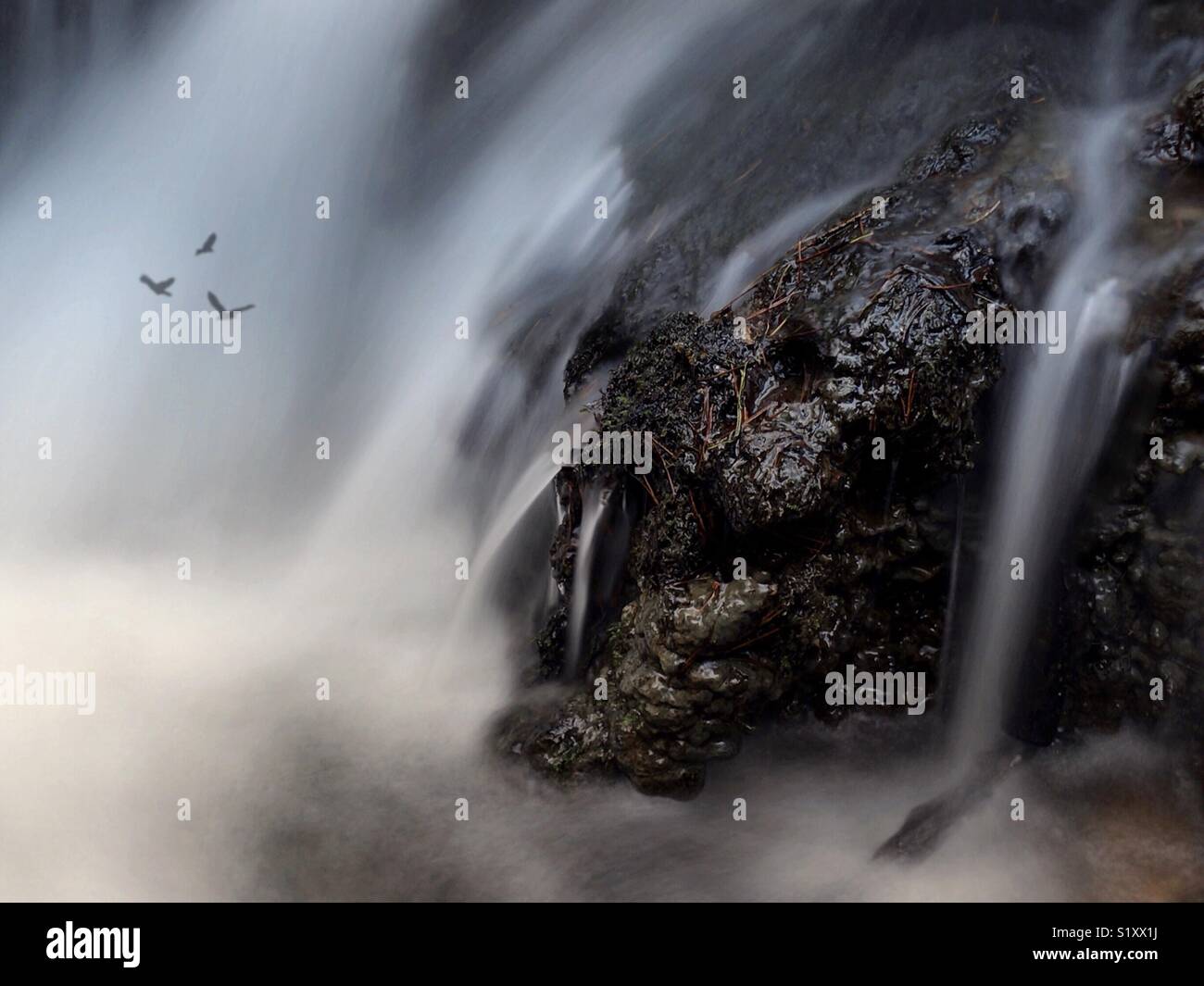 Faces in nature Stock Photo - Alamy