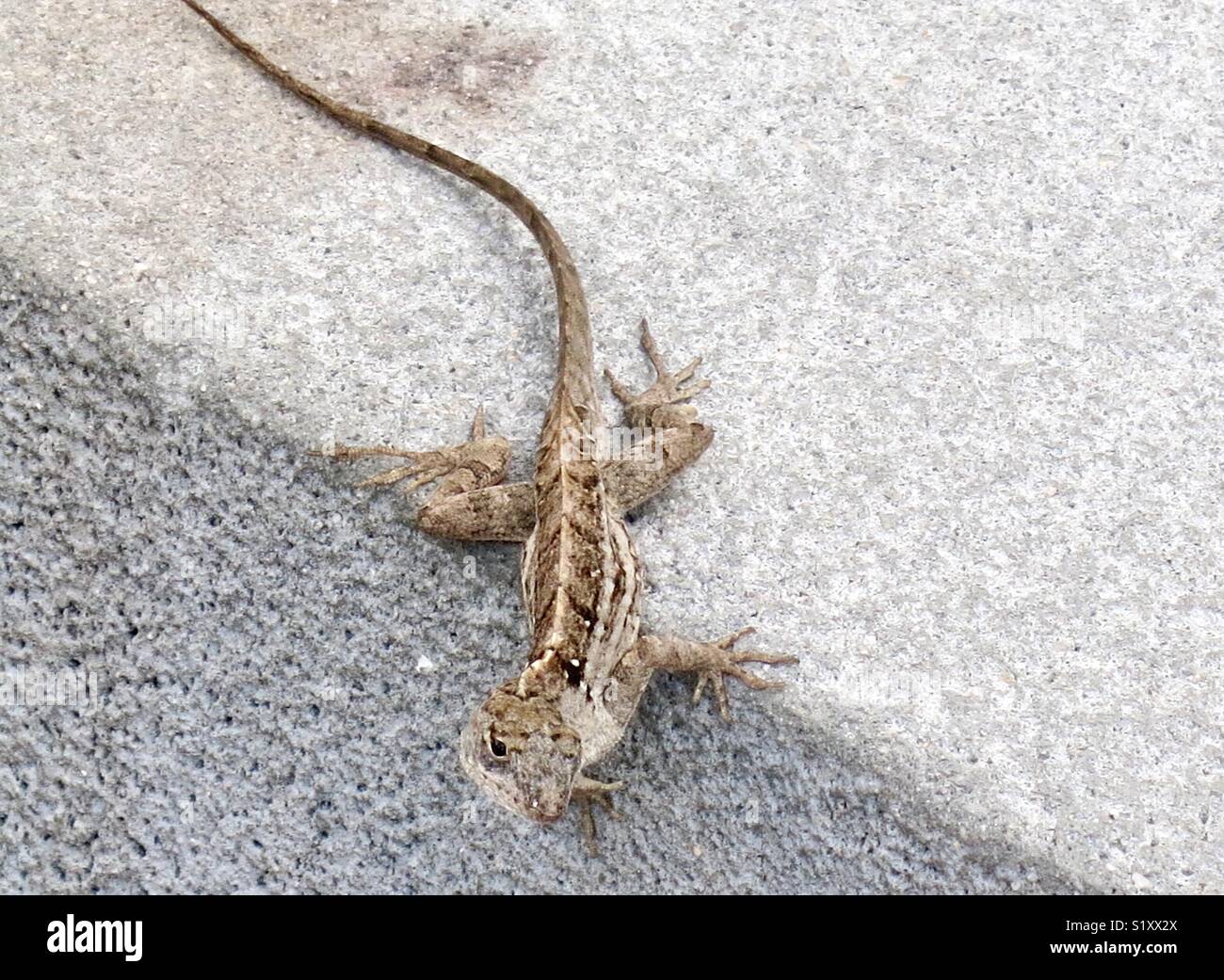 Curb crawling hi-res stock photography and images - Alamy