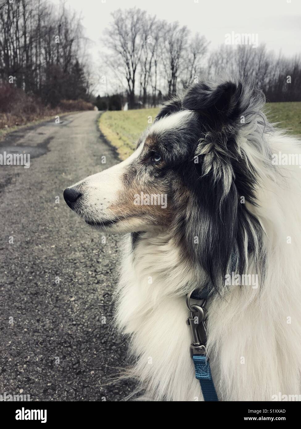 Blue Merle sheltie profile Stock Photo - Alamy