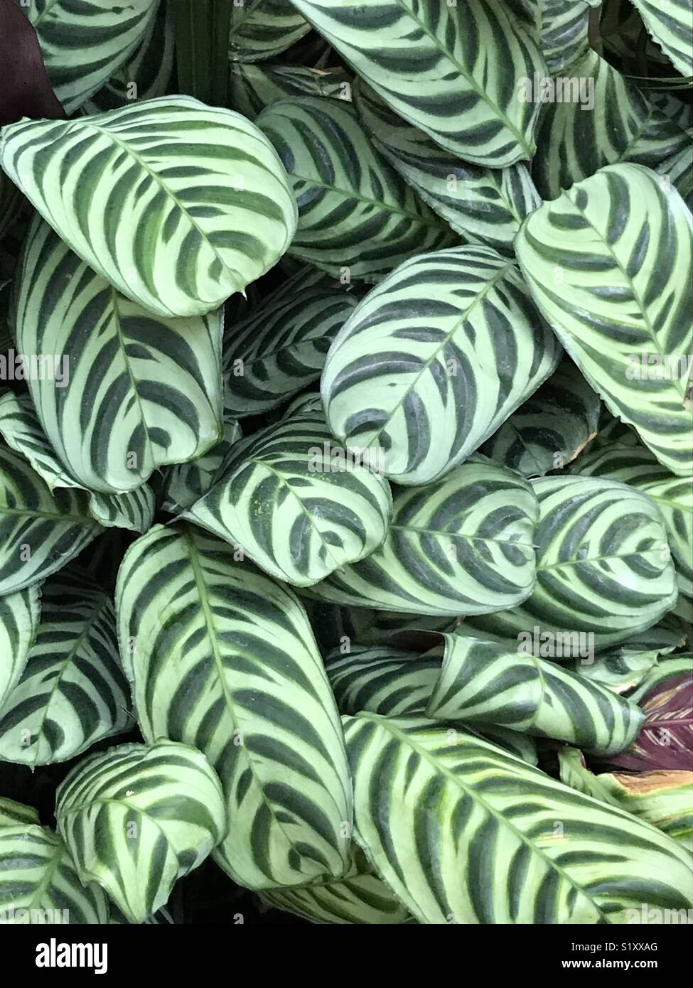 Prayer plant leaves hi-res stock photography and images - Alamy