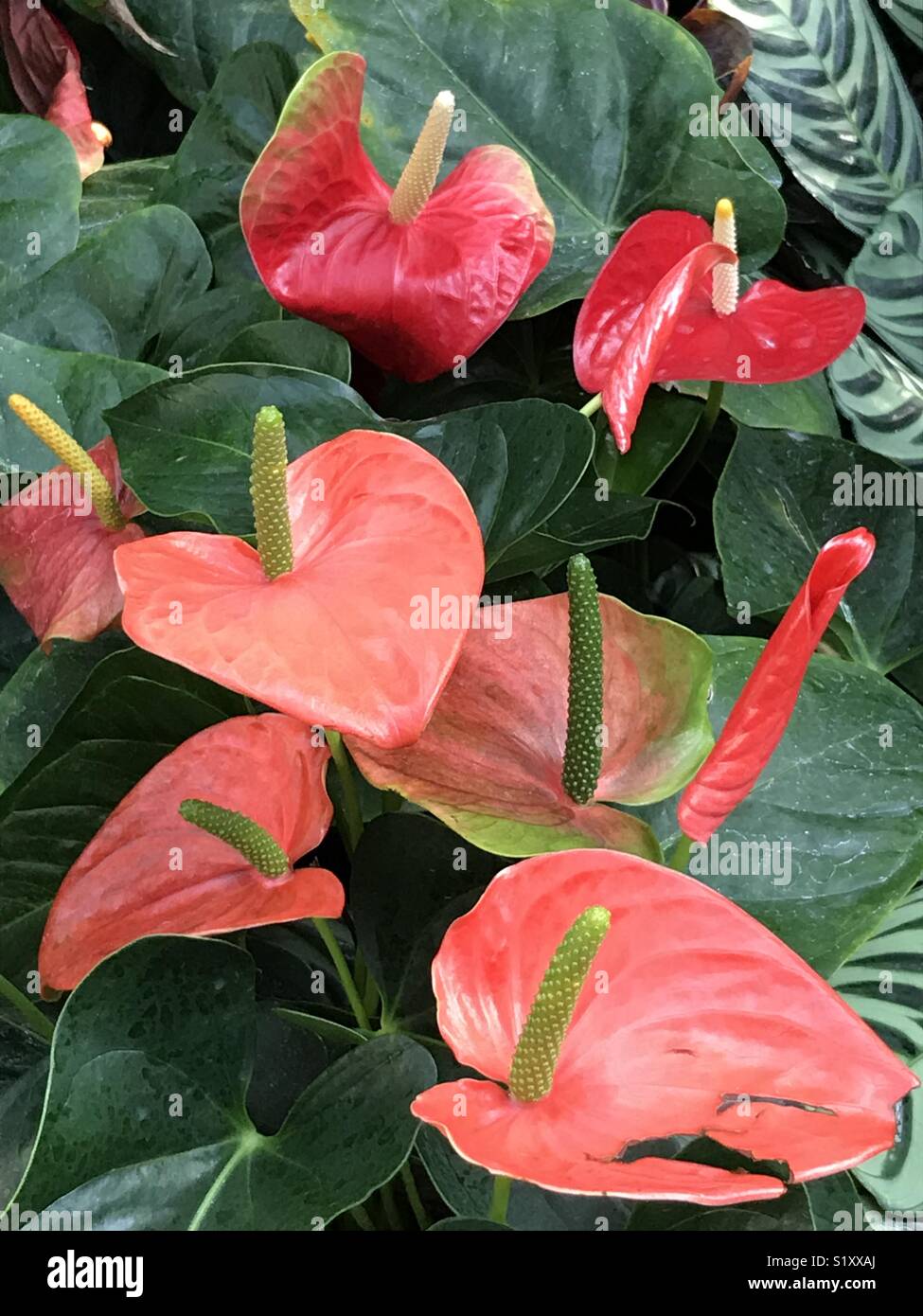 Anthirium hi-res stock photography and images - Alamy