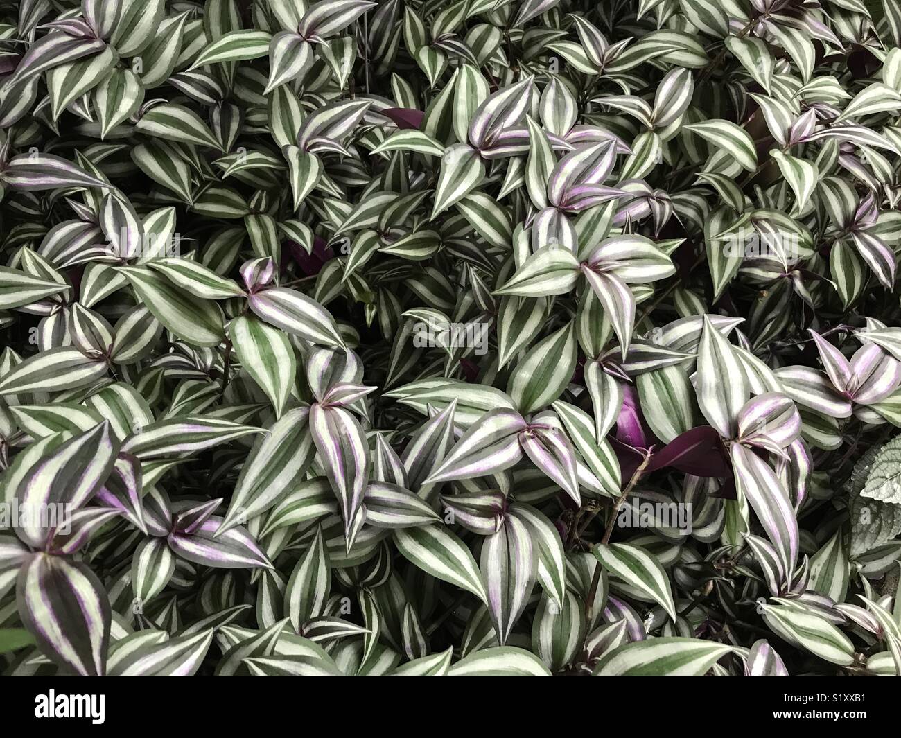 Purple stripe hi-res stock photography and images - Alamy