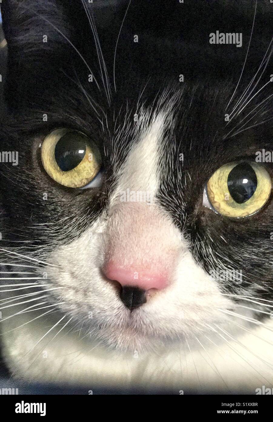Cat with eyes wide open Stock Photo - Alamy