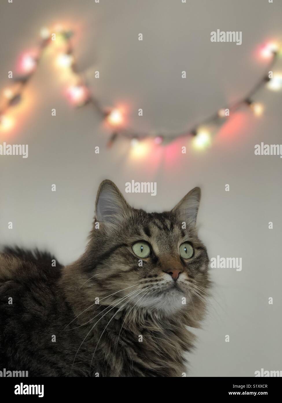 Cat christmas lights hi-res stock photography and images - Alamy