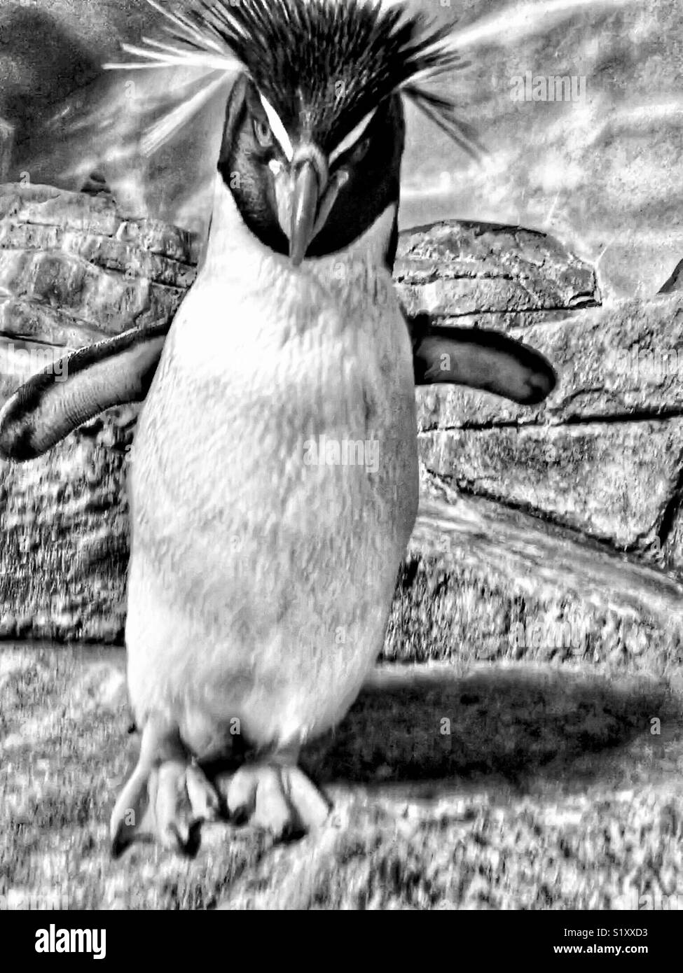 Rockhopper Penguin stretching at the Zoo Stock Photo - Alamy