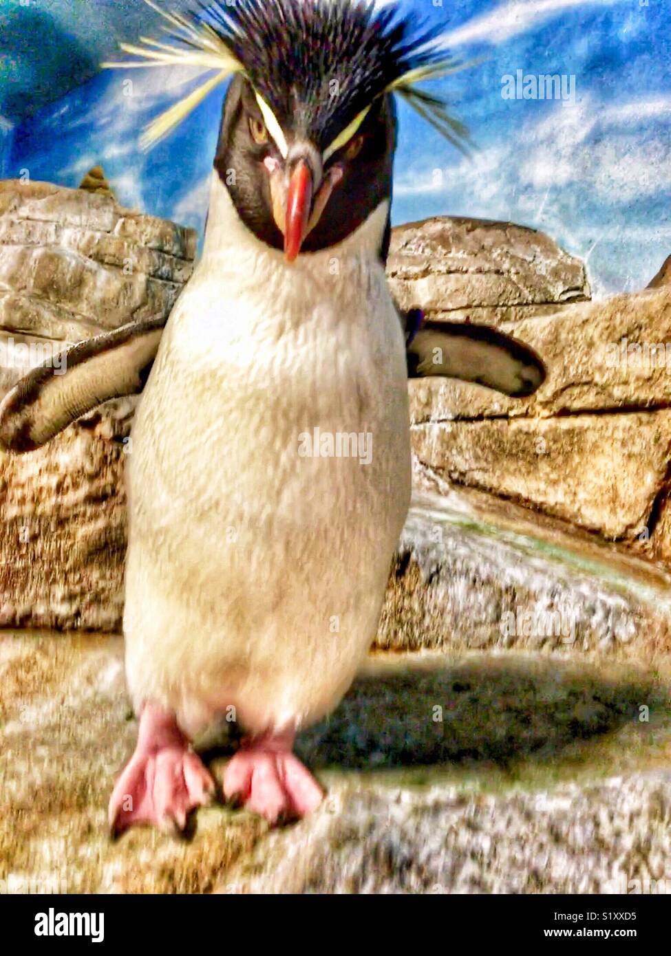 Rockhopper Penguin stretching at the Zoo Stock Photo - Alamy