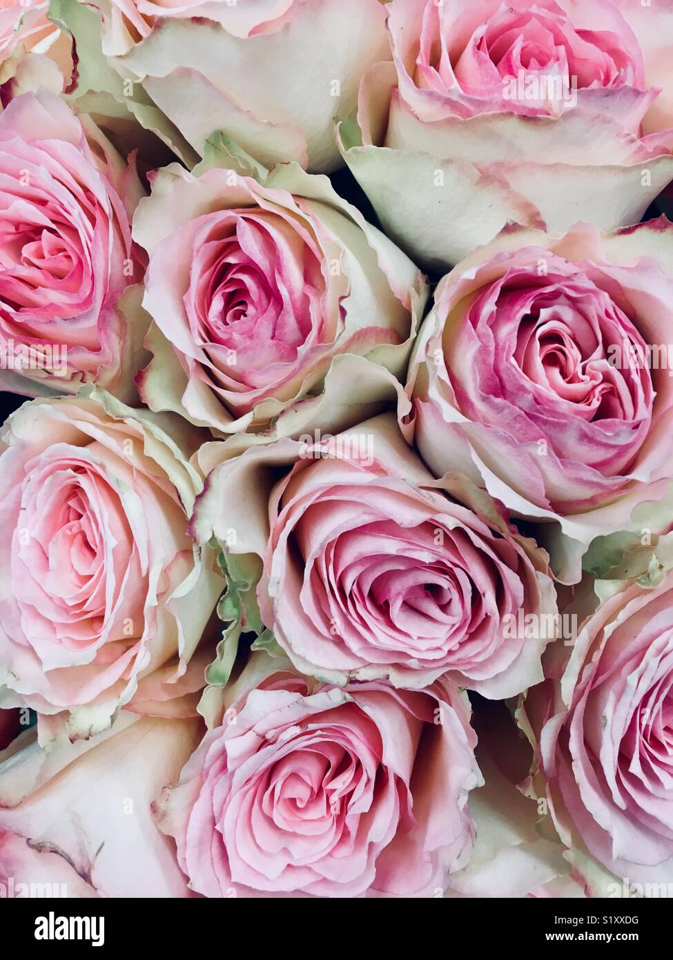 Pink and white roses Stock Photo - Alamy