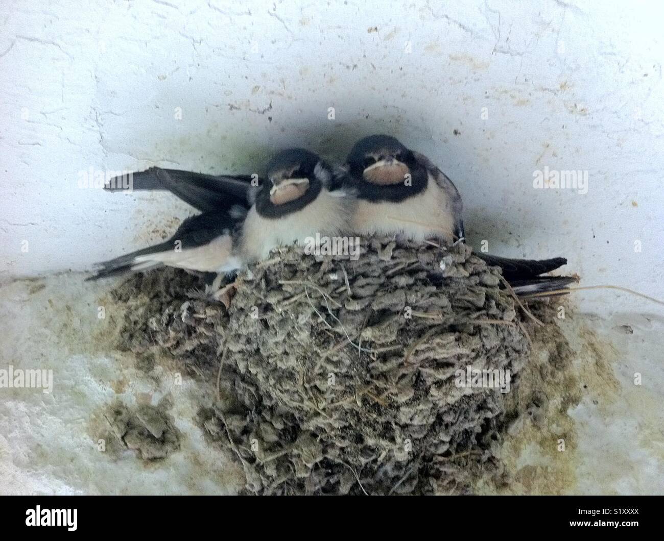 Swallows nesting hi-res stock photography and images - Alamy