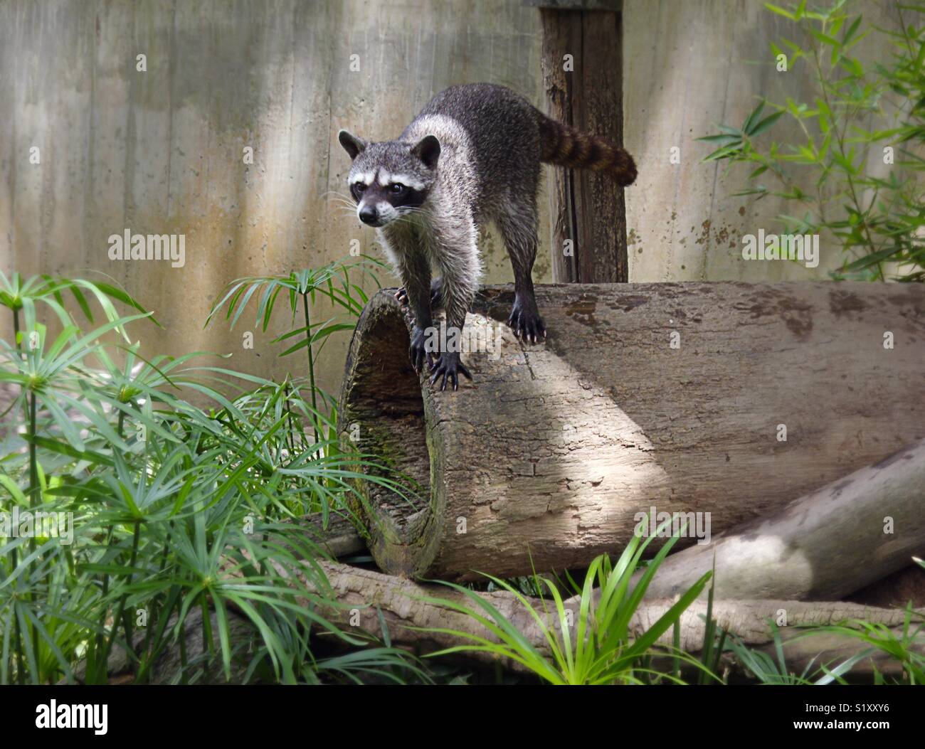 A Raccoon in Venezuela Stock Photo - Alamy
