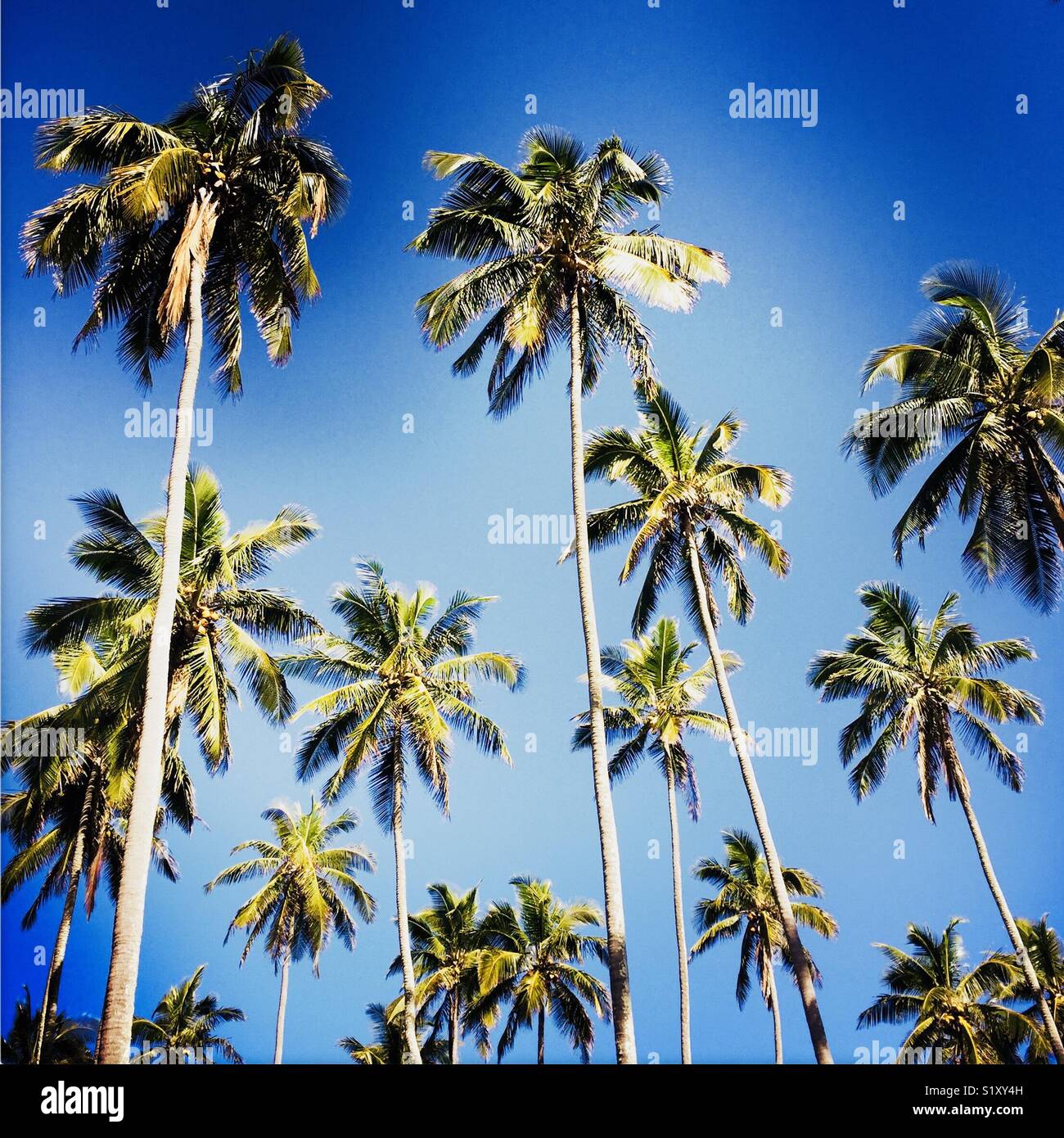 A bunch of palm trees. Maui, Hawaii. Hawaiian Islands Stock Photo - Alamy