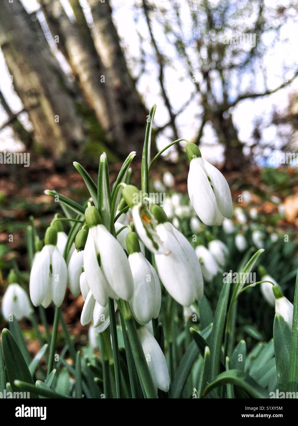 First snowbells in Pacific Northwest Stock Photo - Alamy