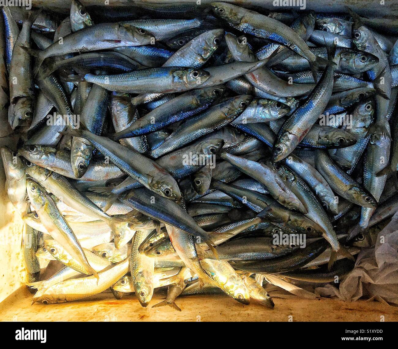 Sea fishes at Fish Market in GOA Stock Photo - Alamy