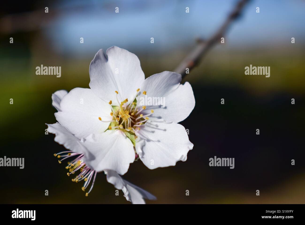 Beautiful white flower Stock Photo - Alamy