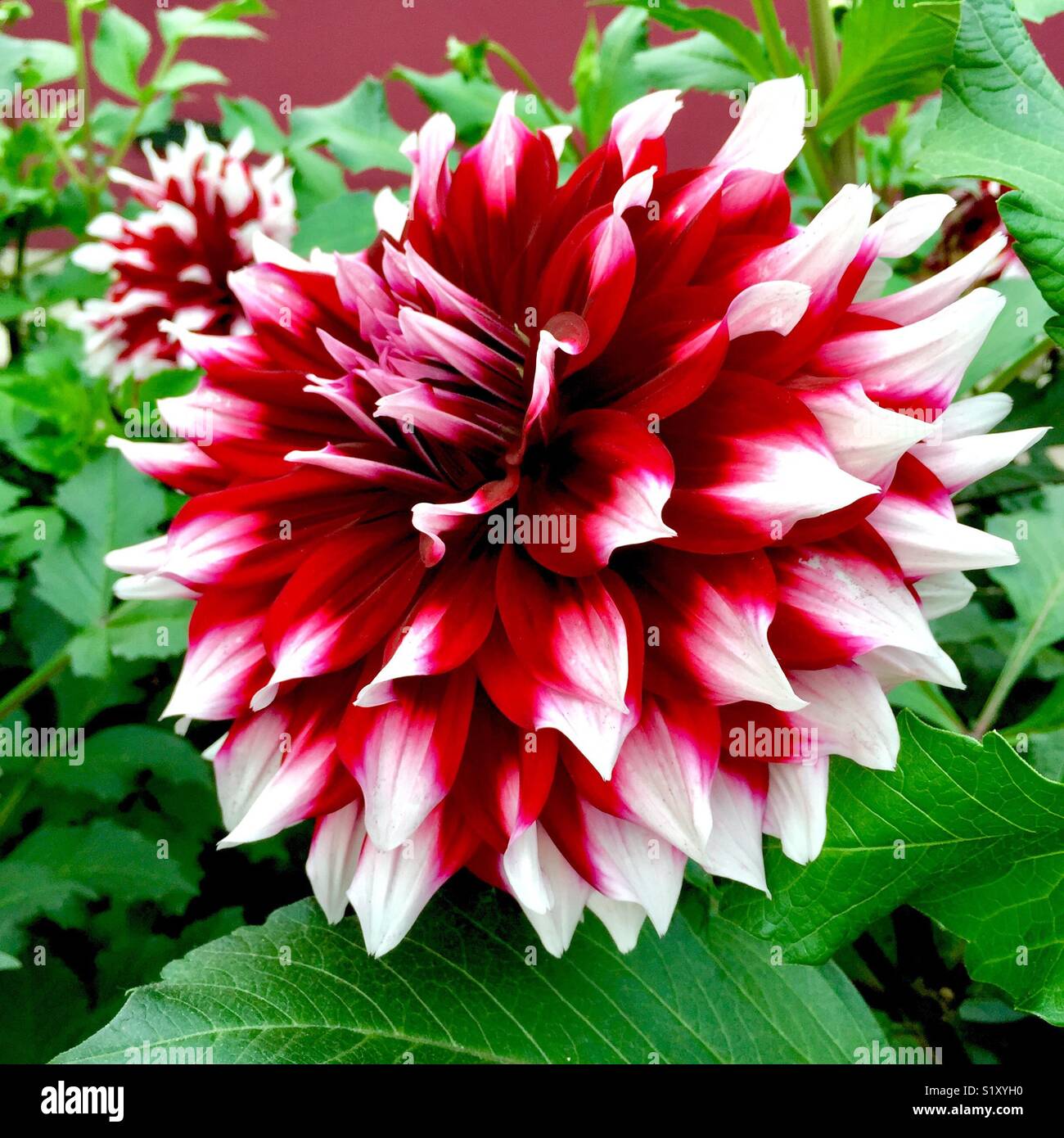 The national flower of mexico hi-res stock photography and images - Alamy