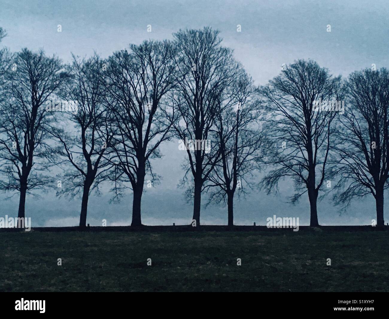 Mystic Trees High Resolution Stock Photography and Images - Alamy