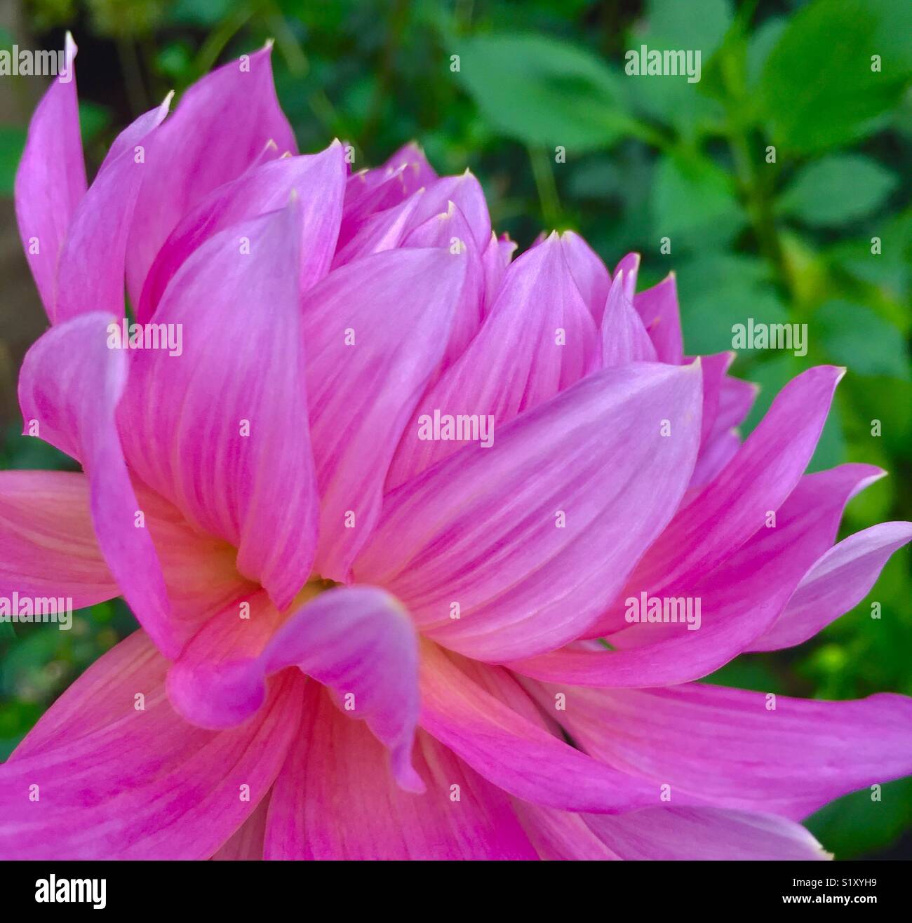 Dahlia double hi-res stock photography and images - Alamy
