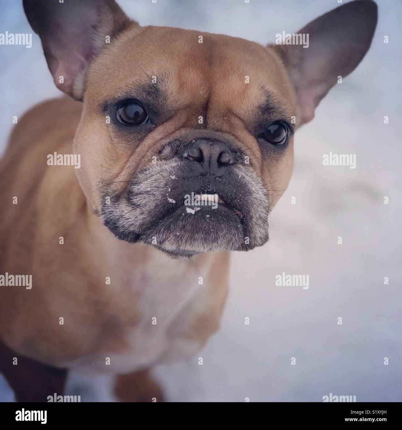 Frenchie hi-res stock photography and images - Alamy