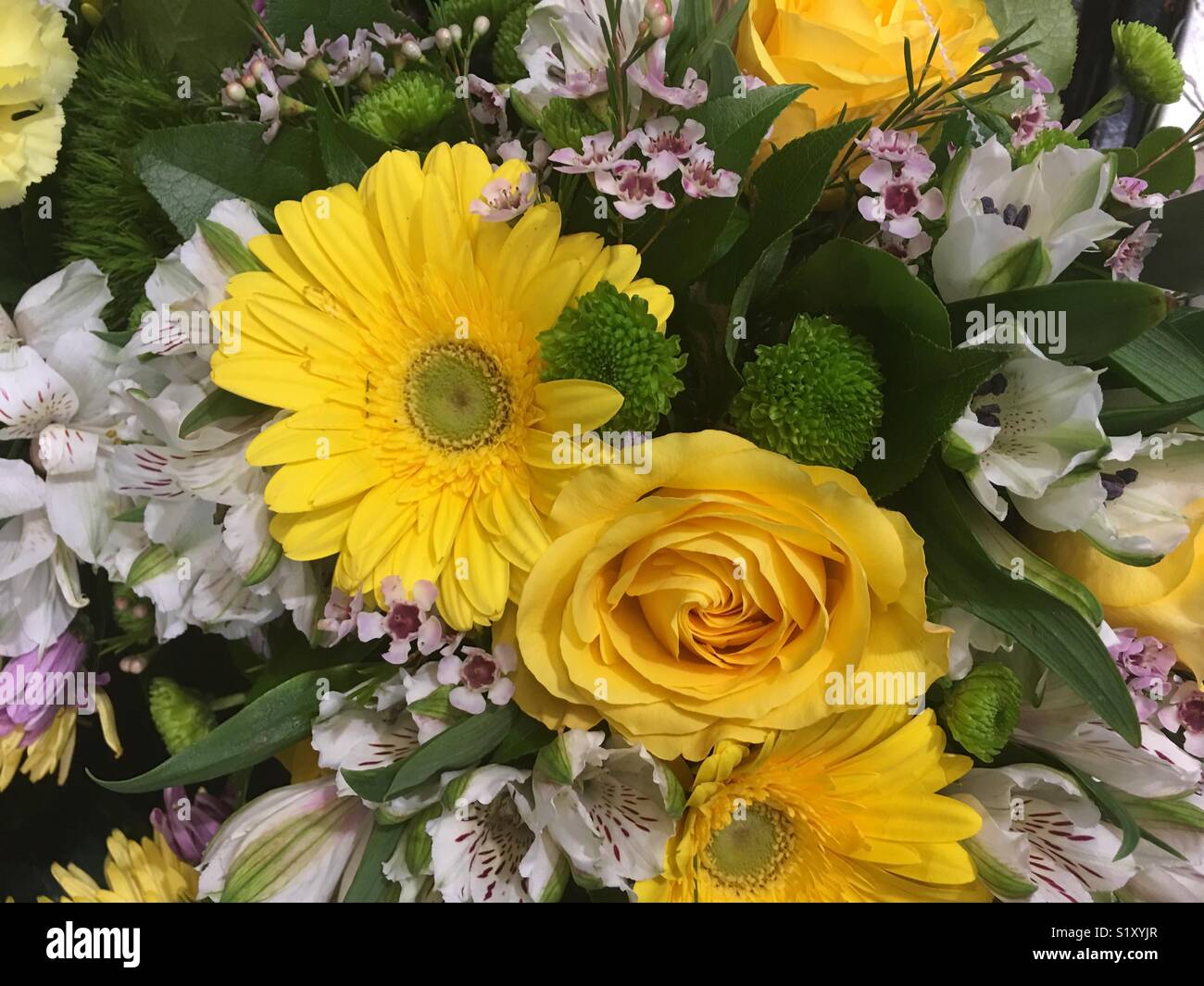 Cut flowers rose and daisy Stock Photo - Alamy