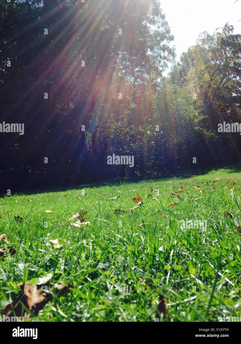 Sunshine and grass hi-res stock photography and images - Alamy