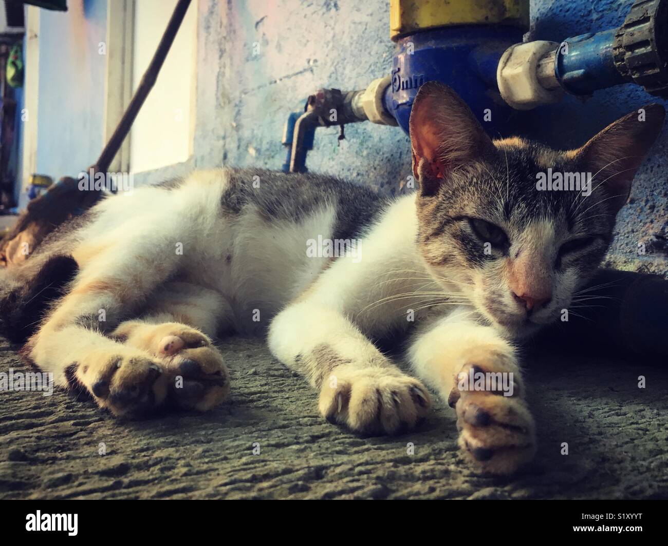 Tired cat hi-res stock photography and images - Alamy