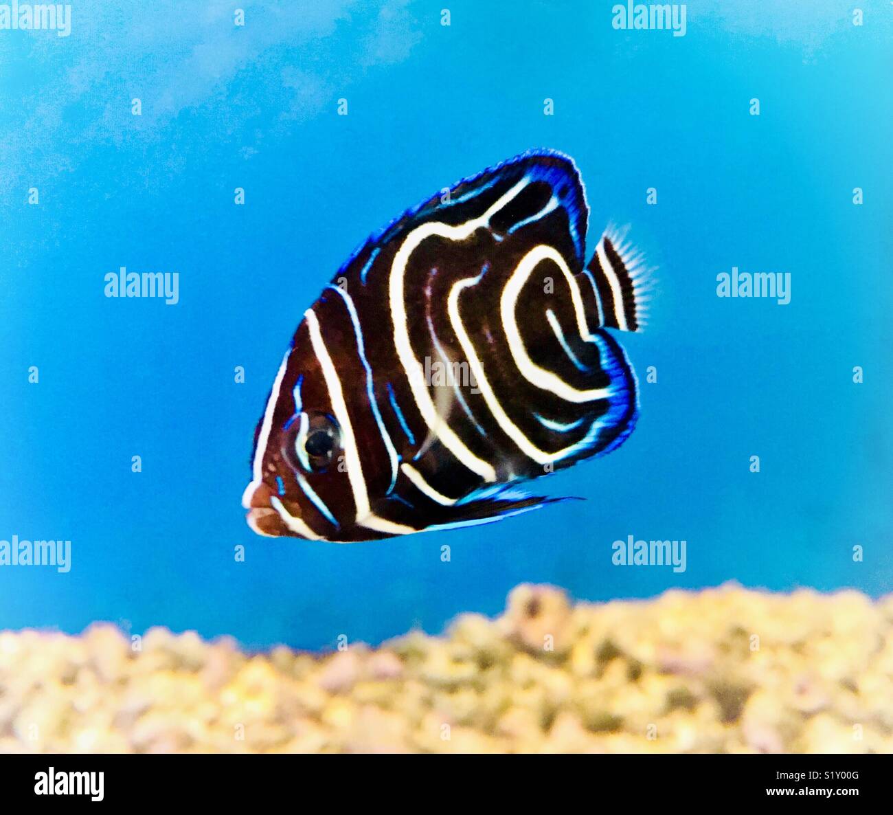 Blue Striped Tropical Fish