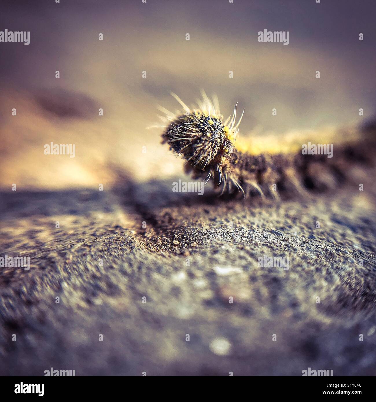 Very small insect hi-res stock photography and images - Alamy