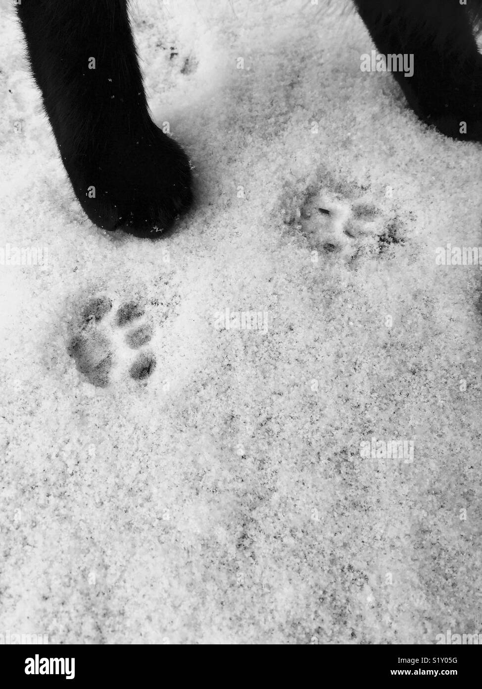 Paw prints in the snow Stock Photo - Alamy
