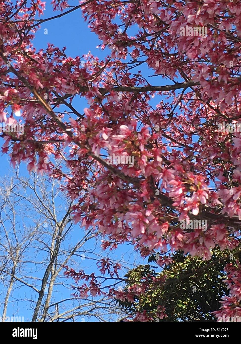 Full bloom trees hi-res stock photography and images - Alamy