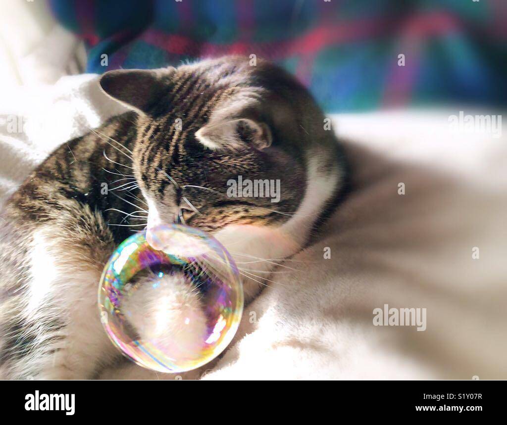 No food ... only bubble ... just enjoy ! Stock Photo - Alamy