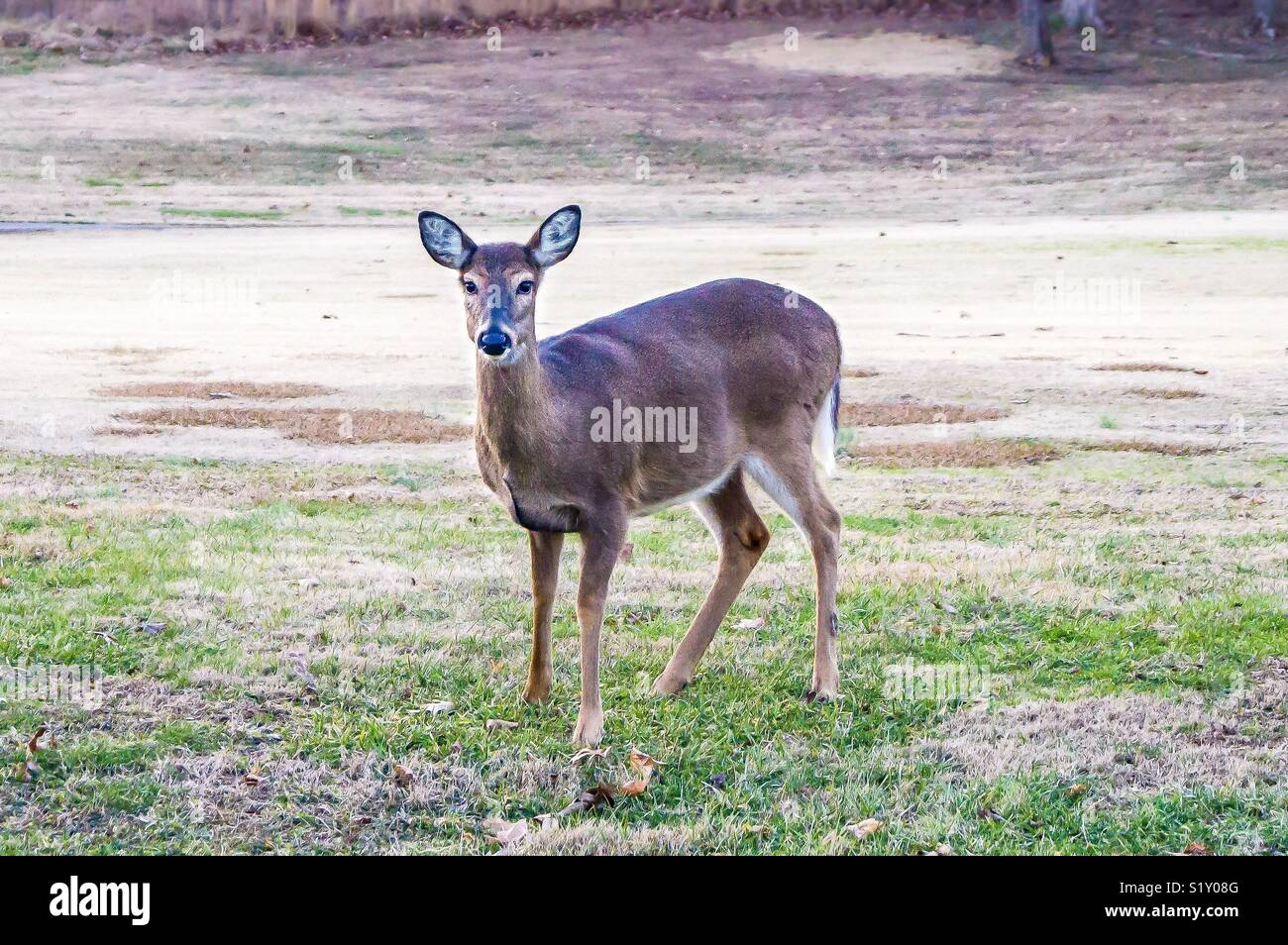Deer plain hi-res stock photography and images - Alamy