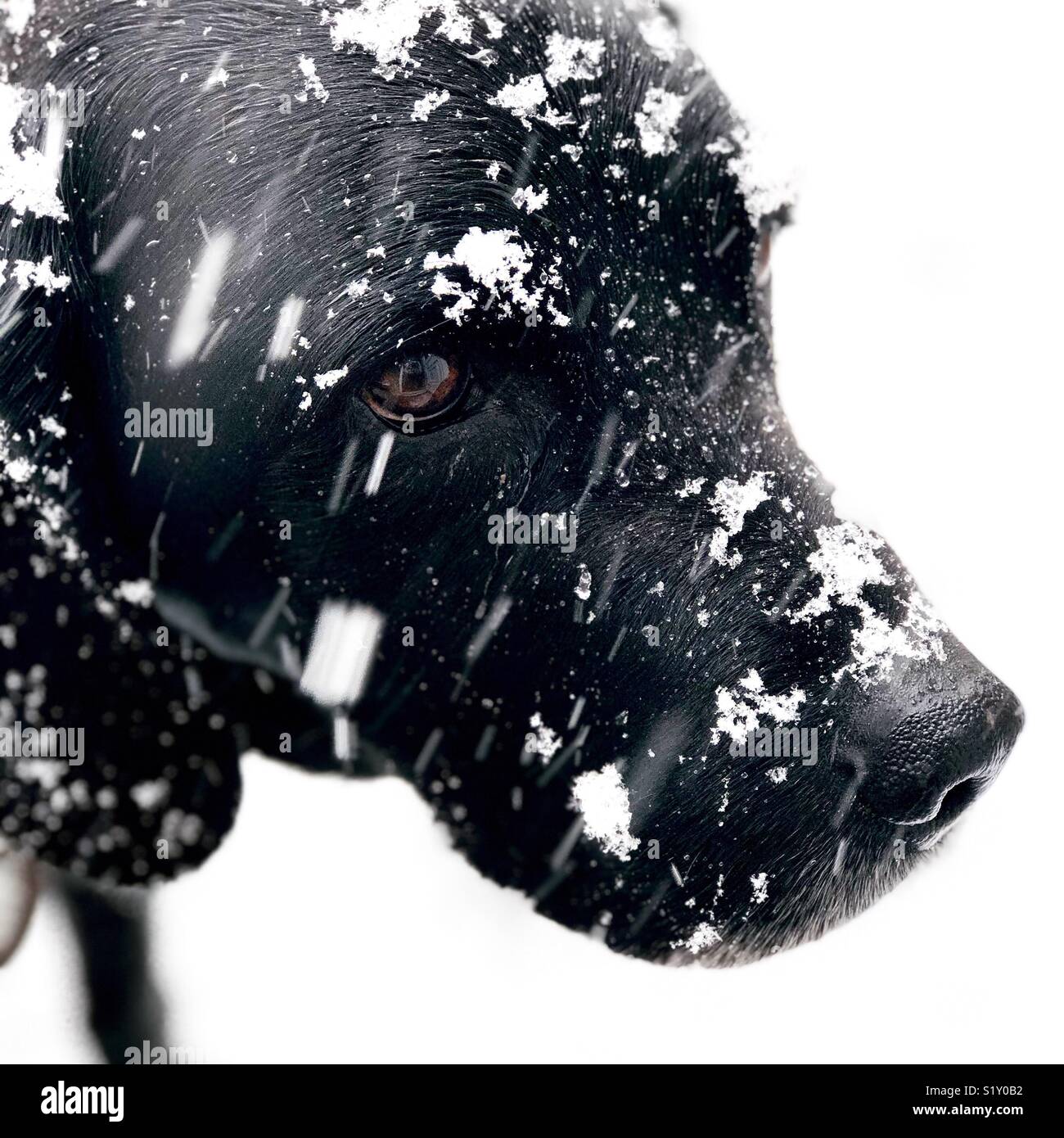 Big george dog hi-res stock photography and images - Alamy