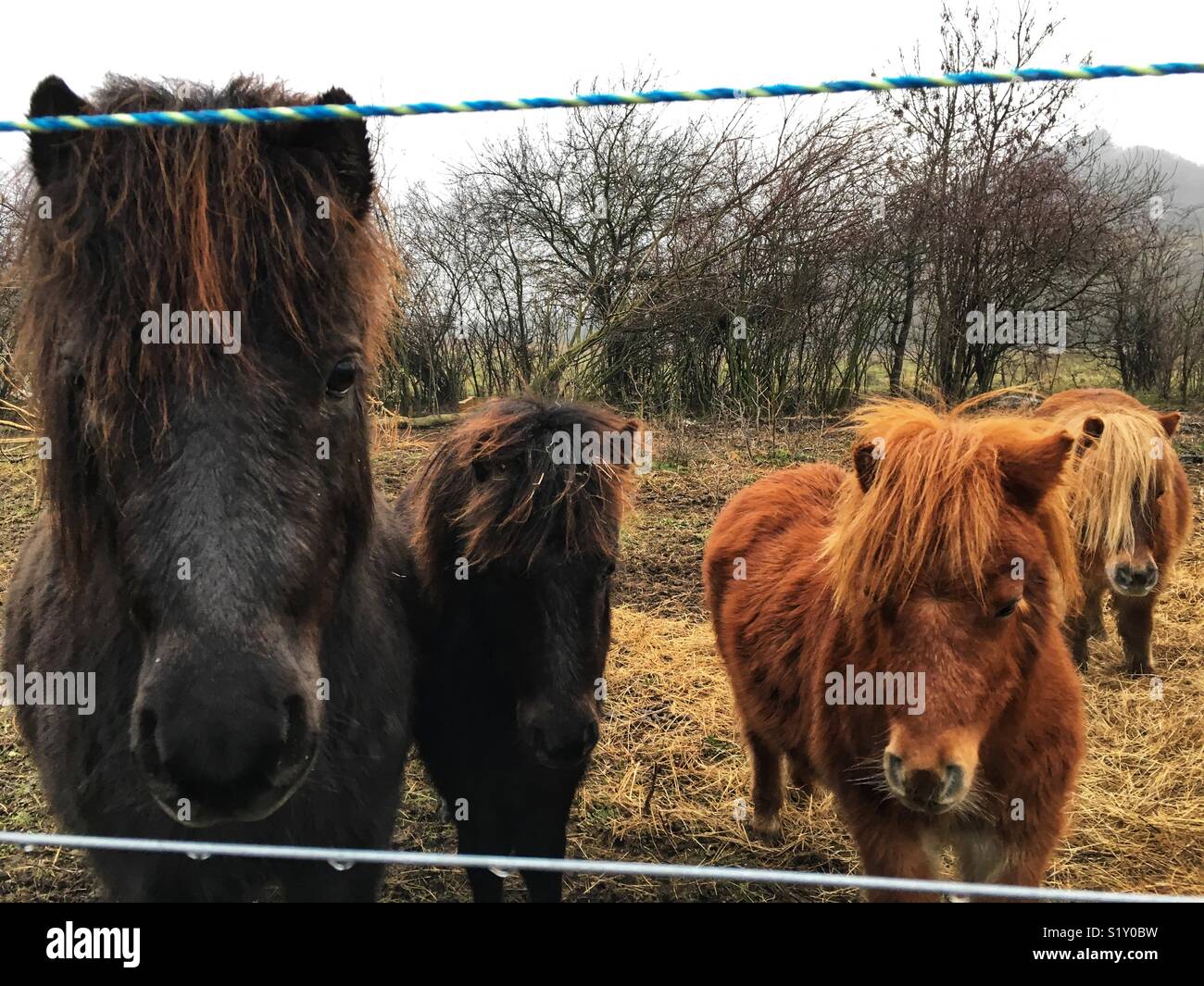 Cute cute ponies cute hi-res stock photography and images - Alamy