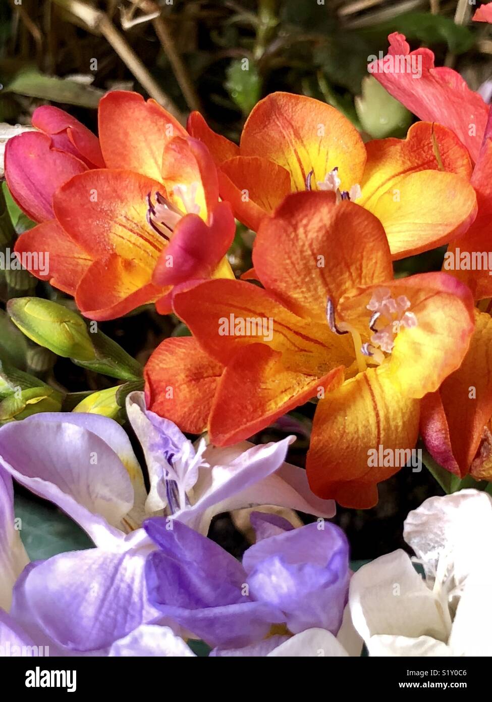 Orange freesias hi-res stock photography and images - Alamy