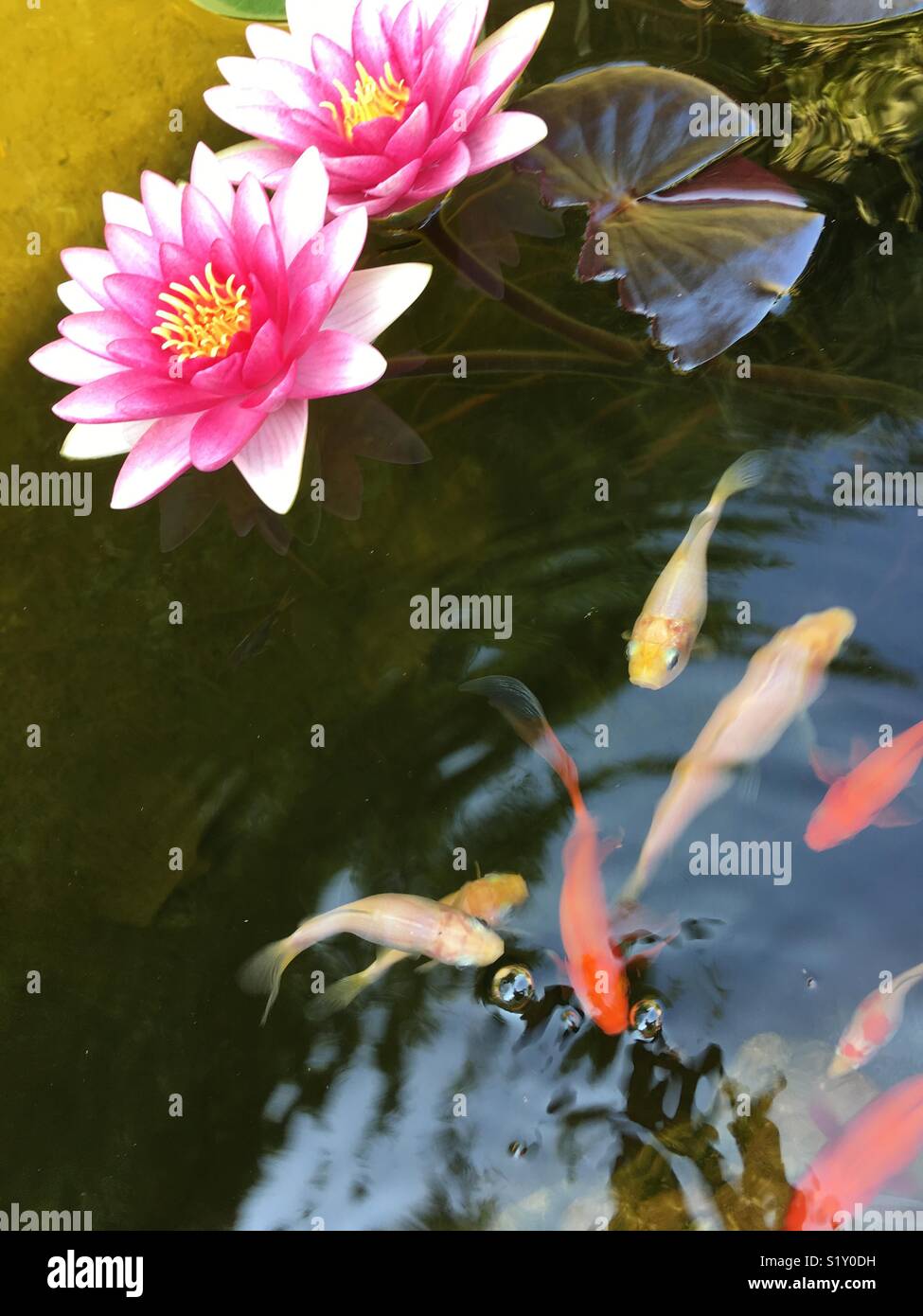 Goldfish pond hi-res stock photography and images - Alamy
