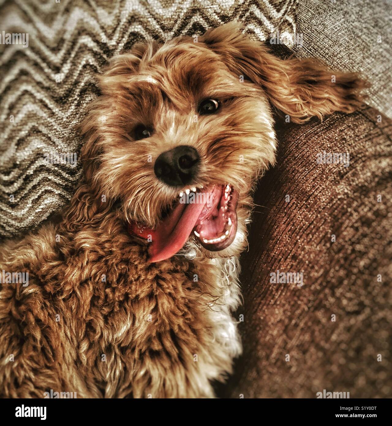 Dog Baring Teeth High Resolution Stock Photography and Images - Alamy